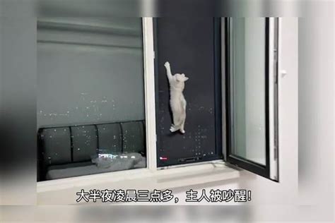 全网最不让人省心的猫飞檐走壁调皮捣蛋让主人操碎了心 全网 主人
