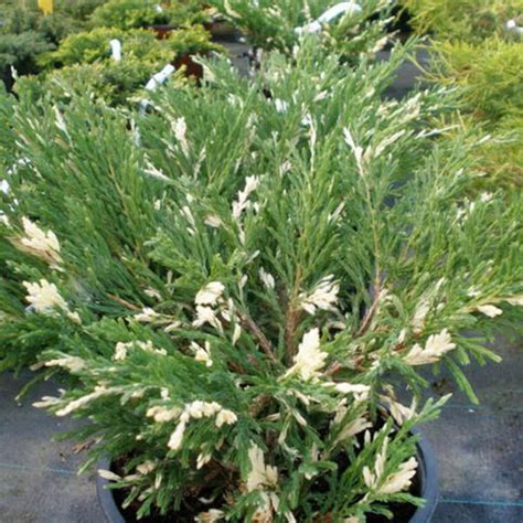 Juniperus hor. Andorra Variegata (Андора вариегата)