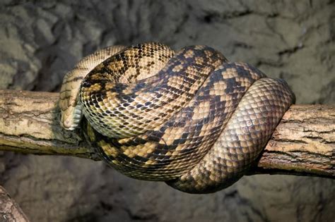 Scrub Python Stock Image Image Of Biggest Australia 15383577