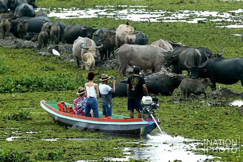 การเลี้ยง ควายปลักทะเลน้อย ได้ขึ้นทะเบียน ‘พื้นที่มรดกโลกทางการเกษตร