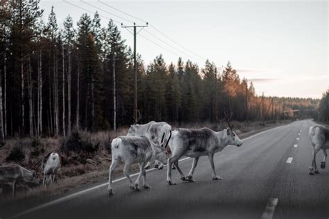 Lapland University Of Applied Sciences Edunation