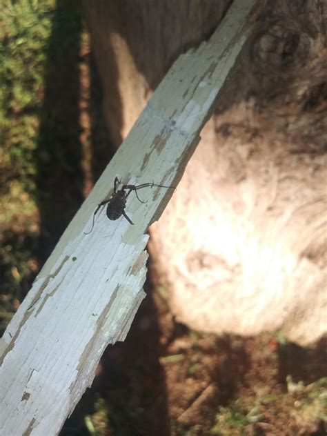 Spider Tf Is This Rwhatsthisbug