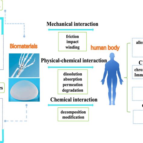 Reaction Pattern Diagram Of Interaction Between Material And The Human