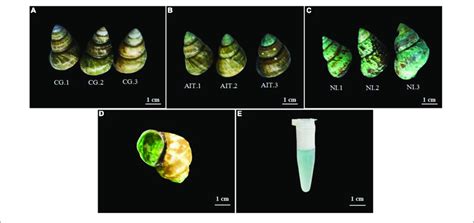 Morphological Changes Of The Snail Shell After Infection And Download Scientific Diagram