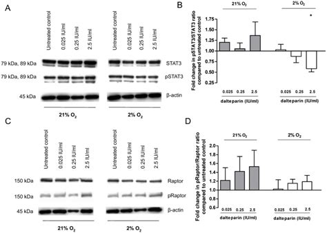 How To Graph Western Blot Data At Edwin Dryer Blog