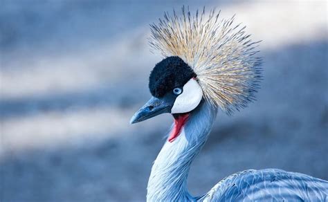 Grulla Características Alimentación Hábitat Reproducción Ave