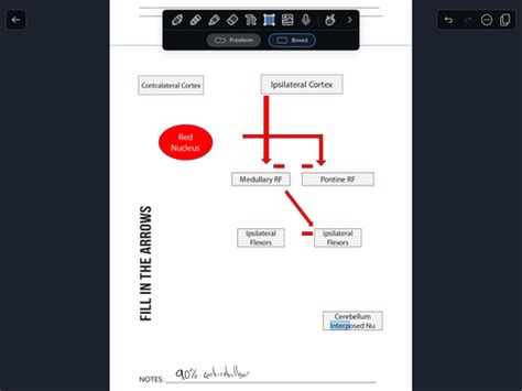 CNS Flashcards Quizlet