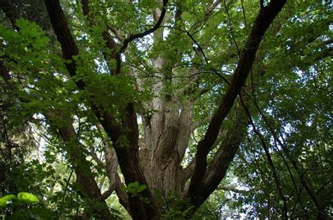 Tree Planting Basics Arborwood Tree Service