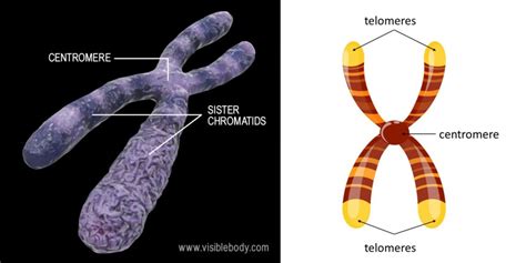 Intermediate Filaments Definition Structure Function Biology Notes Online