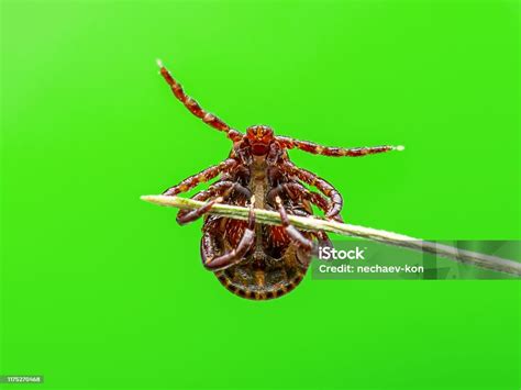 뇌염 바이러스 또는 라임 보렐리아증 질환 또는 원숭이 발열 전염성 피부돌이 진드기 거미기생충 녹색 배경 매크로에 0명에 대한