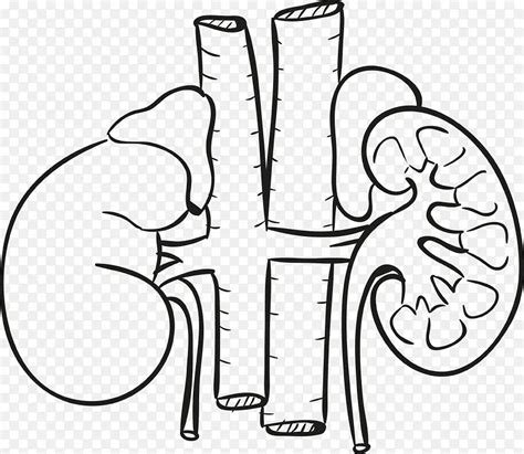 人体器官手绘图png图片素材下载 图片编号8531180 Png素材网