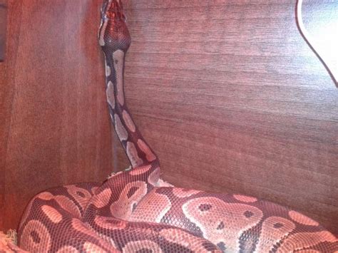 Royal Python Unusual Behaviour Or Is This Normal Reptile Forums
