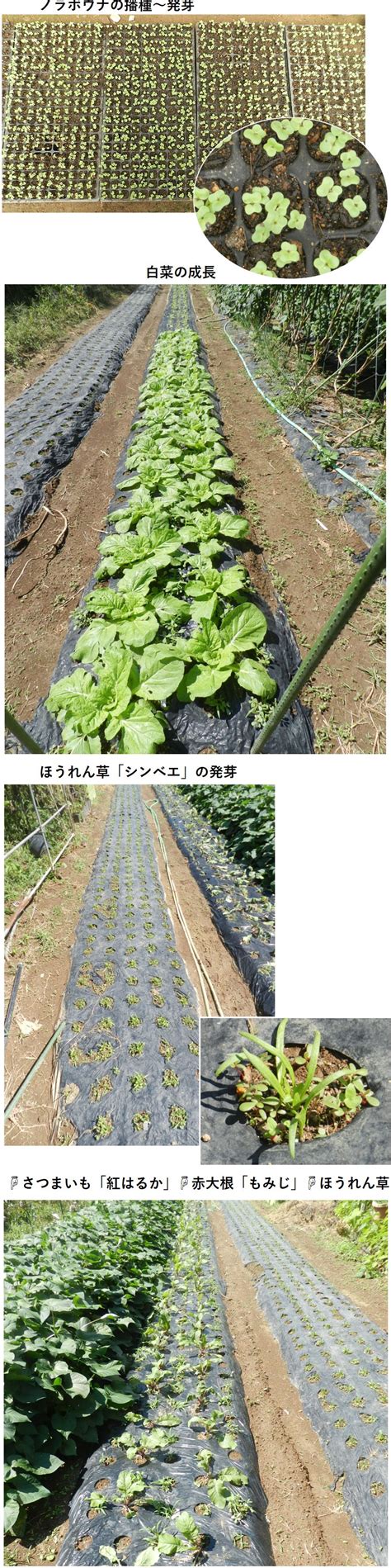 残暑厳しき折とはいえ秋は確実に 佐久高原の風うりぼうのロスタイム