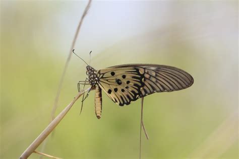 Taxonomy Papilionidae Swallowtails Observation Org