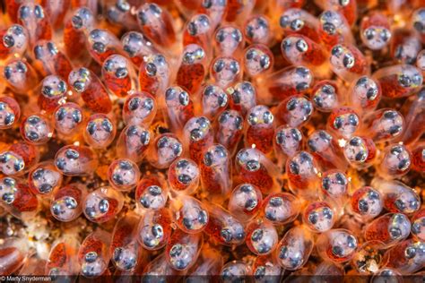 Capturing Critter Behavior At The Atlantis Dive Resorts