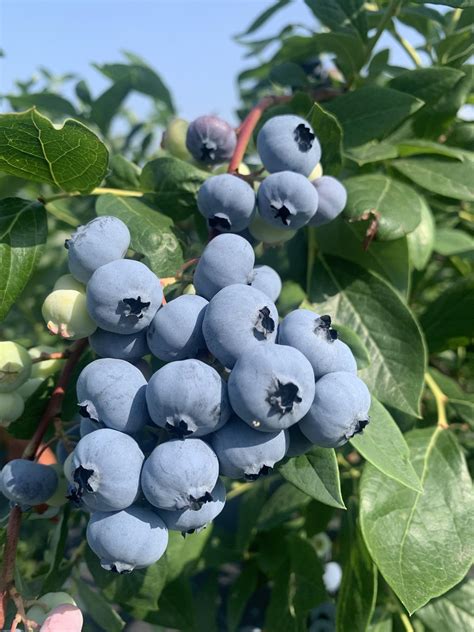 Розсадник Фруктовий сад АТ Home