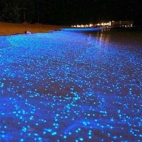 Falmouth Luminous Lagoon Cerveza Travel