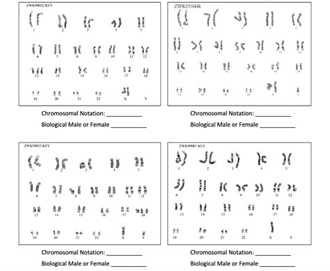 Solved For Each Picture Write The Chromosomal Notation And Chegg Com