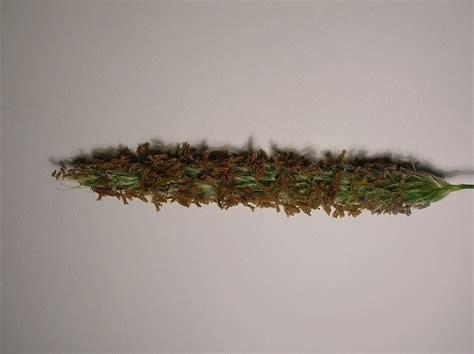 Grass Vs Weed What S The Difference Ask Difference