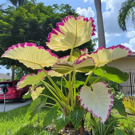 How To Grow And Care For Elephant Ear Plants A Complete Guide