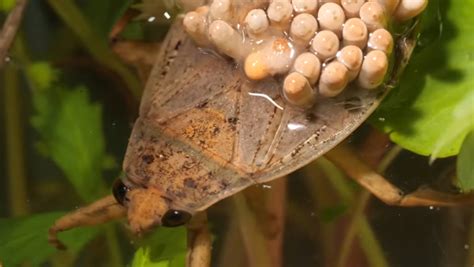 Water Bug Eggs