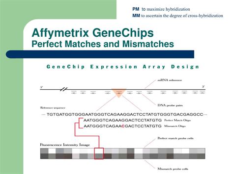 Ppt Introduction To Bioinformatics Microarrays1 Microarray Technology Powerpoint Presentation
