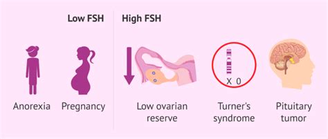 Fsh Hormone What Are Its Functions And Normal Values
