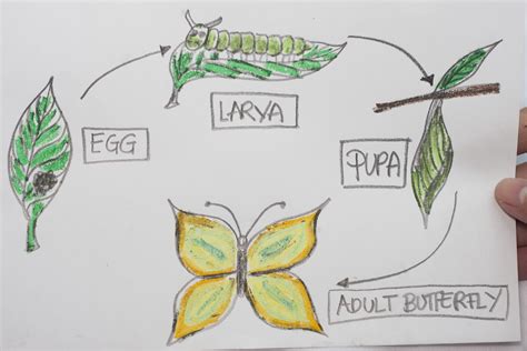 How To Draw The Life Cycle Of A Butterfly Free Printable Template
