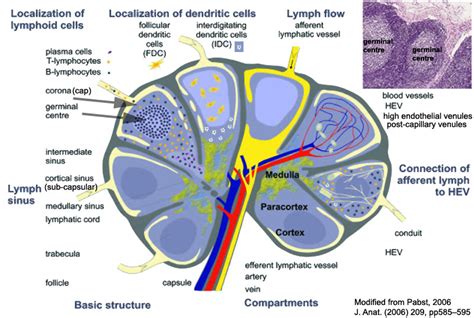 Lymph Node Histology Paracortex Lymph Node Tutorial Histology