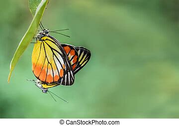 Butterflies Having Sex Stock Photos And Images Butterflies Having Sex Pictures And Royalty