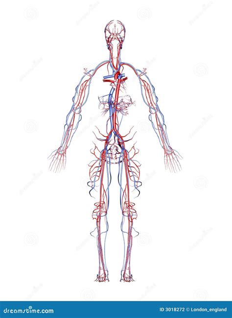 Slagaders En Aders Stock Illustratie Illustratie Bestaande Uit Straal 3018272