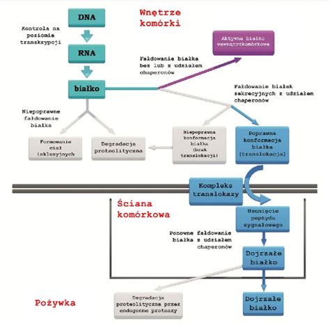 Pdf [prokaryotic Expression Systems]