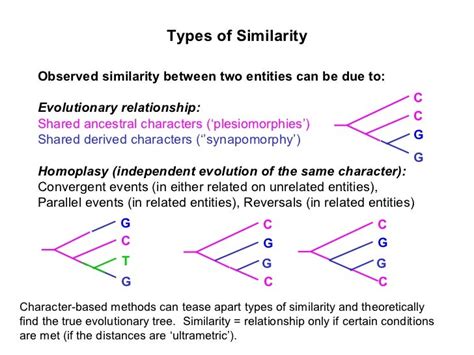 Phylogenetic Analysis