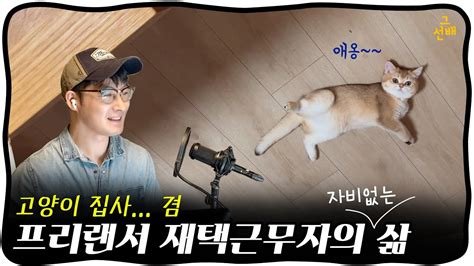 프리랜서는 하루를 어떻게 보낼까 Feat 고양이 두부 Youtube