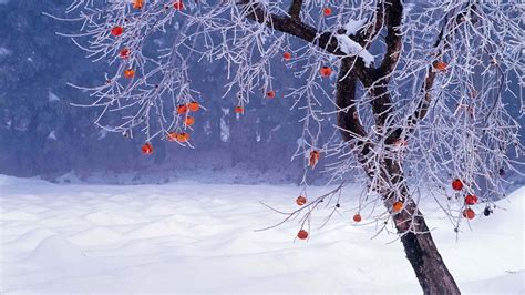 Bing Wallpaper Winter Scenes