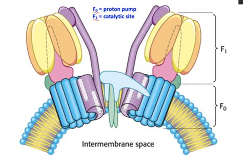 Bioc3005 10 Oxidative Phosphorylation And Atp Synthesis Flashcards Quizlet
