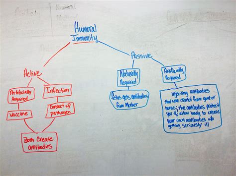 Humoral Immunity Concept Map Immunity Vaccine Concept Map Humor