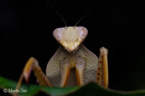 Rhombodera Kirbyi Timor Shield Mantis 6th Instar Female Mantis Den