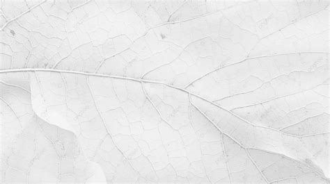 말린 타홍가이 티모호 클라인호비아 병원 잎의 질감 잎맥 매크로 식물 질감 Png 일러스트 및 이미지 에 대한 무료 다운로드 Pngtree