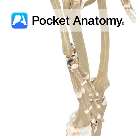 Apex Of The Lung Pocket Anatomy