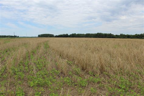 Ut Crops News