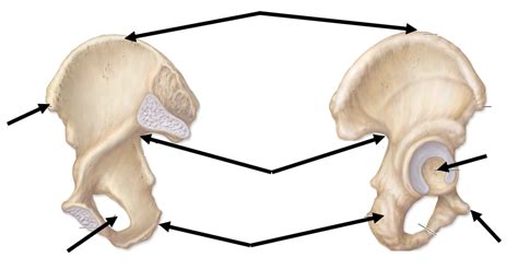 Os Coxae Hip Bone Diagram Quizlet
