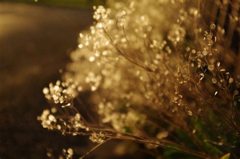 Bells And Whistles Perty Light Light Looking Out The Window