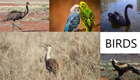 Birds Diagram Quizlet