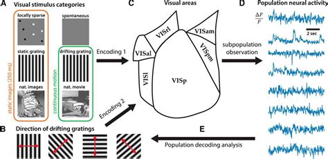 Organization Of Neural Population Code In Mouse Visual System Eneuro