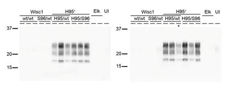 Representative Western Blot Analysis Of Prp Res On Primary Passage Of Download Scientific