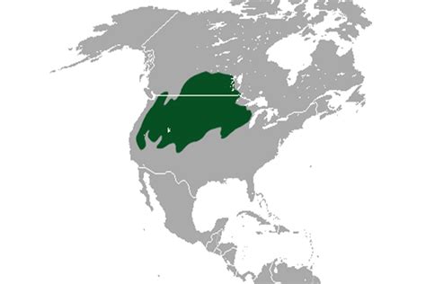 White Tailed Jackrabbit Facts