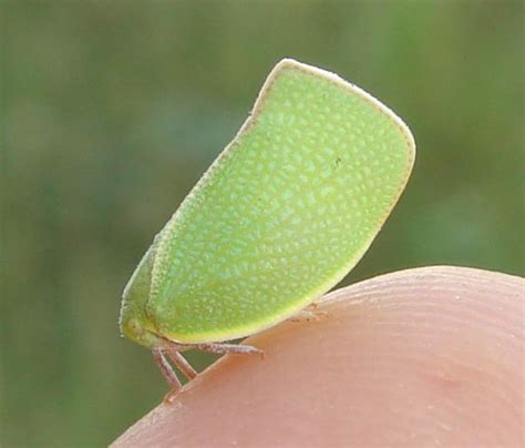 Light Green Flying Bug At Ilene Haase Blog