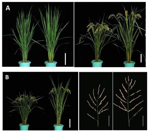 Plant Biotechnology Journal研究发现影响产量的水稻养分高效主效基因 专区 生物谷