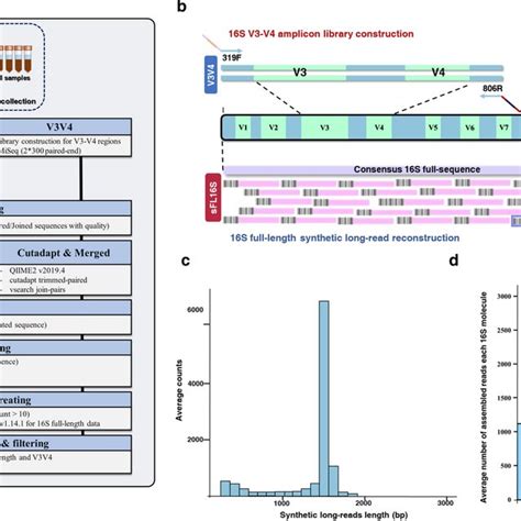 Technical Introduction And Analysis Workflow For A New 16s Download Scientific Diagram